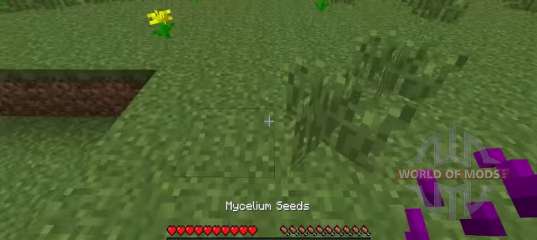 Verschiedene Samen für Minecraft